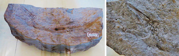 발광멸과 Family Halosauridae(Halosaurs/할로사우르스과).