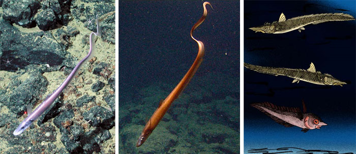 발광멸과 Family Halosauridae(Halosaurs/할로사우르스과).