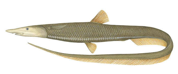 발광멸(Gilbert's halosaurid fish). Aldrovandia affinis(Günther, 1877)