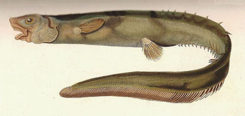 밑보리멸과 Family Notacanthidae(deep-sea spiny eels)