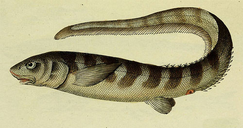 밑보리멸과 Family Notacanthidae(deep-sea spiny eels)