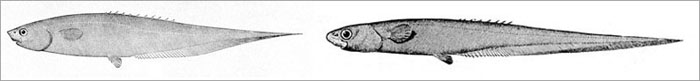밑보리멸과 Family Notacanthidae(deep-sea spiny eels)