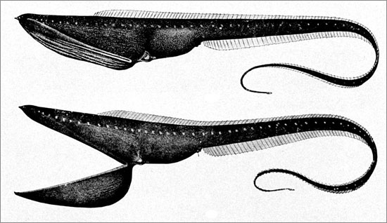 사코파린스목 Order Saccopharyngiformes(swallowers and gulpers).
