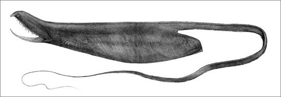 사코파린스목 Order Saccopharyngiformes(swallowers and gulpers).