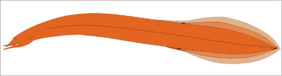 사코파린스목 Order Saccopharyngiformes(swallowers and gulpers).