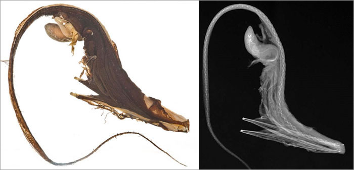 펠리칸 일(Pelican eel). Eurypharynx pelecanoides(Vaillant, 1882)