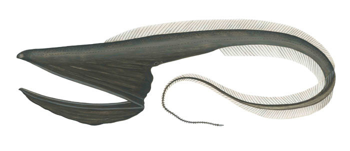 펠리칸 일(Pelican eel). Eurypharynx pelecanoides(Vaillant, 1882)