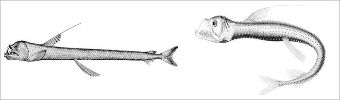 앨퉁이목 Order Stomiiformes(lightfishes and dragonfishes).