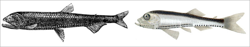 앨퉁이목 Order Stomiiformes(lightfishes and dragonfishes).