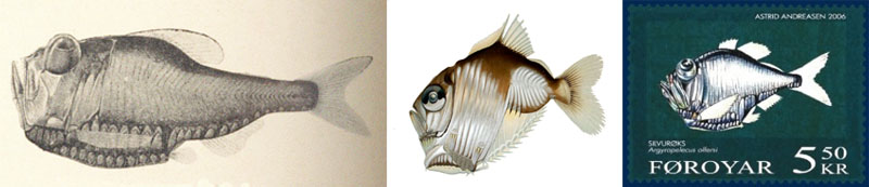앨퉁이목 Order Stomiiformes(lightfishes and dragonfishes).