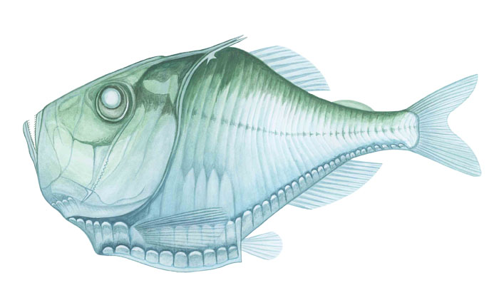 패시픽 햇치트 피시(Pacific hatchet fish). Argyropelecus affinis(Garman, 1899)