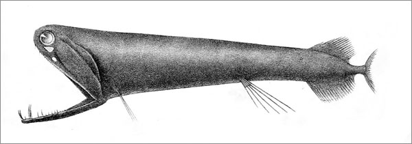 스토미아스과 Family Stomiidae(Barbeled dragonfishes).