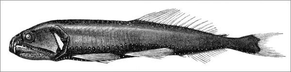 스토미아스과 Family Stomiidae(Barbeled dragonfishes).