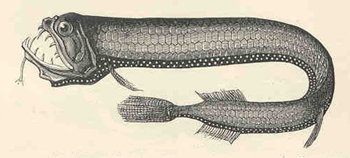 스토미아스과 Family Stomiidae(Barbeled dragonfishes).