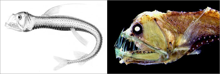 슬론스 바이퍼피시(Sloane's viperfish). Chauliodus sloani(Bloch & Schneider, 1801)