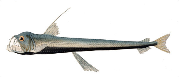 슬론스 바이퍼피시(Sloane's viperfish). Chauliodus sloani(Bloch & Schneider, 1801)
