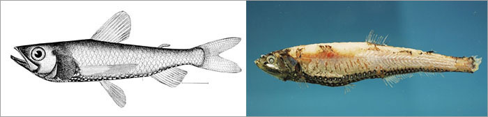 샛비늘치목(랜턴피시목) Order Myctophiformes(lanternfishes).