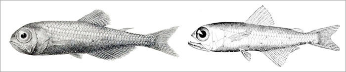 샛비늘치과(랜턴피시과) Family Myctophidae(Lanternfishes).