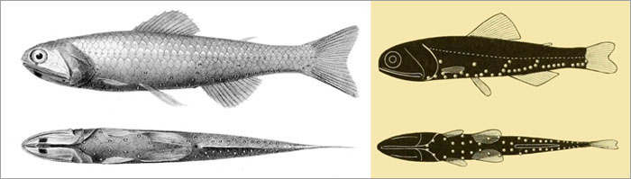 샛비늘치과(랜턴피시과) Family Myctophidae(Lanternfishes).