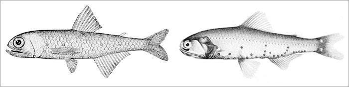 샛비늘치목(랜턴피시목) Order Myctophiformes(lanternfishes).