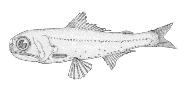 트랜스페런트 랜턴피시(Transparent lantern fish), Diaphus perspicillatus(Ogilby, 1898)