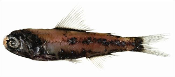 트랜스페런트 랜턴피시(Transparent lantern fish), Diaphus perspicillatus(Ogilby, 1898)