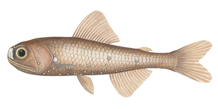 트랜스페런트 랜턴피시(Transparent lantern fish), Diaphus perspicillatus(Ogilby, 1898)
