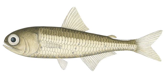샛비늘치(Pearly lanternfish). Myctophum nitidulum(Garman, 1899)