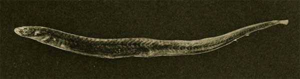 드렁허리목 Order Synbranchiformes(Swamp eels, Earthworm eels, Spiny eels)