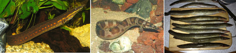 드렁허리목 Order Synbranchiformes(Swamp eels, Earthworm eels, Spiny eels)