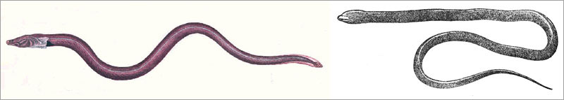 드렁허리목 Order Synbranchiformes(Swamp eels, Earthworm eels, Spiny eels)