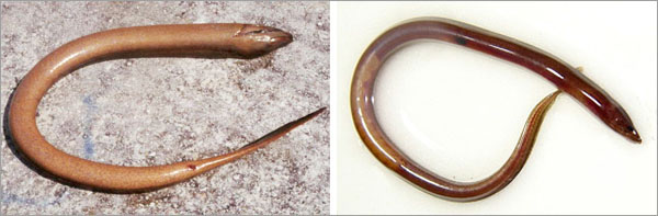 드렁허리목 Order Synbranchiformes(Swamp eels, Earthworm eels, Spiny eels)