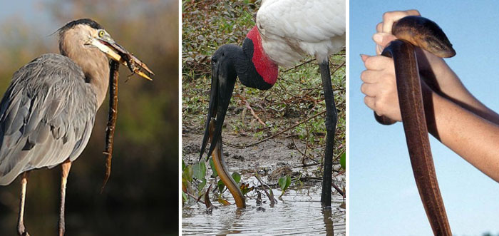 드렁허리과 Family Synbranchidae(Swamp-eels).
