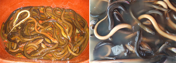 드렁허리과 Family Synbranchidae(Swamp-eels).