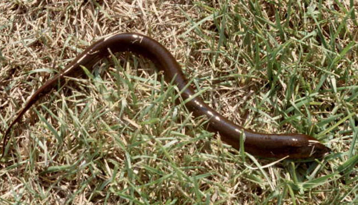 드렁허리과 Family Synbranchidae(Swamp-eels).