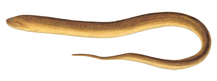 드렁허리(Asian swamp eel). Monopterus albus(Zuiew, 1793)