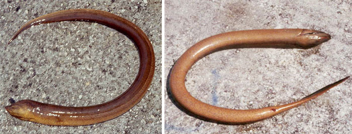 드렁허리(Asian swamp eel). Monopterus albus(Zuiew, 1793)