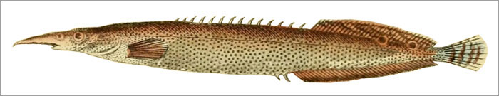 걸장어과(Family Mastacembelidae(Spiny eels).