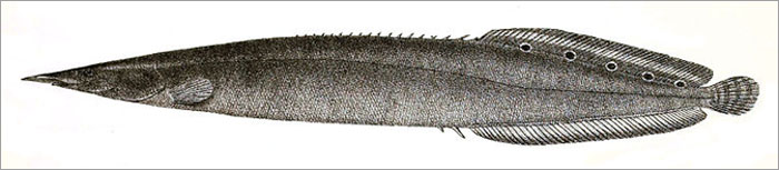 걸장어(Lesser spiny eel). Macrognathus aculeatus(Bloch, 1786)