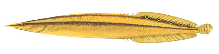 걸장어(Lesser spiny eel). Macrognathus aculeatus(Bloch, 1786)