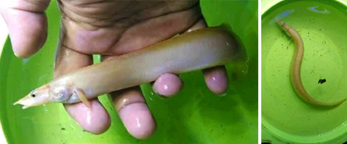 걸장어(Lesser spiny eel). Macrognathus aculeatus(Bloch, 1786)