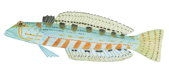 블랙플래그 샌드퍼치(Blackflag sandperch). Parapercis signata