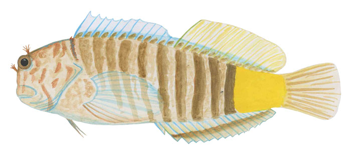 스퀵글리 블래니(Squiggly blenny). Cirripectes quagga(Fowler & Ball, 1924)