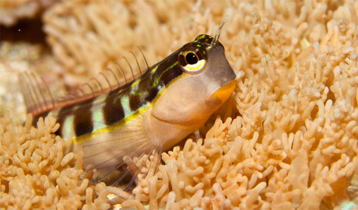 리니어 블래니(Linear blenny). Ecsenius lineatus(Klausewitz, 1962)