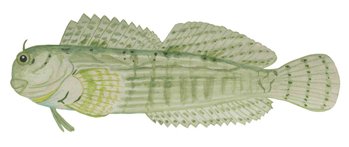 웨이비라인드 블래니(Wavy-lined blenny). Entomacrodus decussatus(Bleeker, 1858)