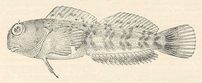 웨이비라인드 블래니(Wavy-lined blenny). Entomacrodus decussatus(Bleeker, 1858)