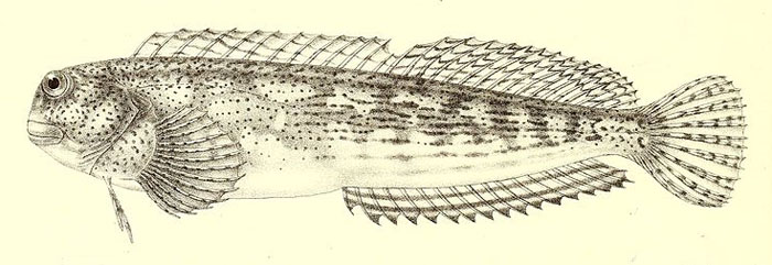 웨이비라인드 블래니(Wavy-lined blenny). Entomacrodus decussatus(Bleeker, 1858)