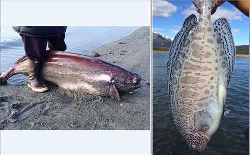 농어목 넝마고기과 Family Icosteidae(Ragfish/넝마고기).