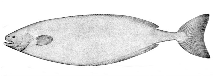 농어목 넝마고기과 Family Icosteidae(Ragfish/넝마고기).