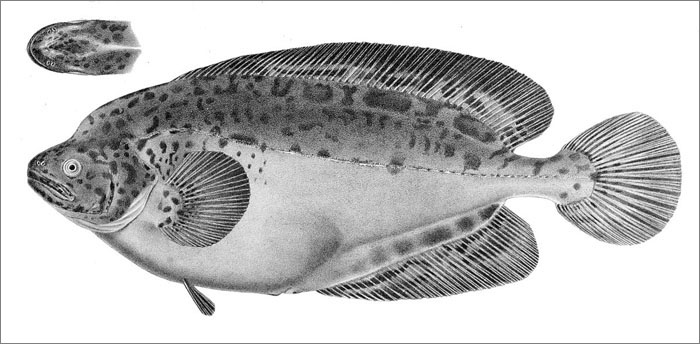 농어목 넝마고기과 Family Icosteidae(Ragfish/넝마고기).